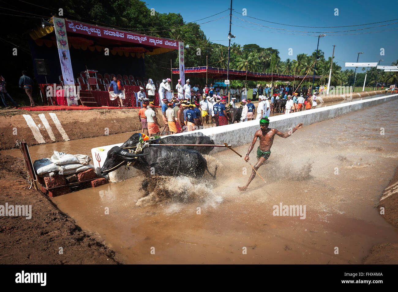 Buffalo race celebration in Western Karnataka, India Stock Photo - Alamy