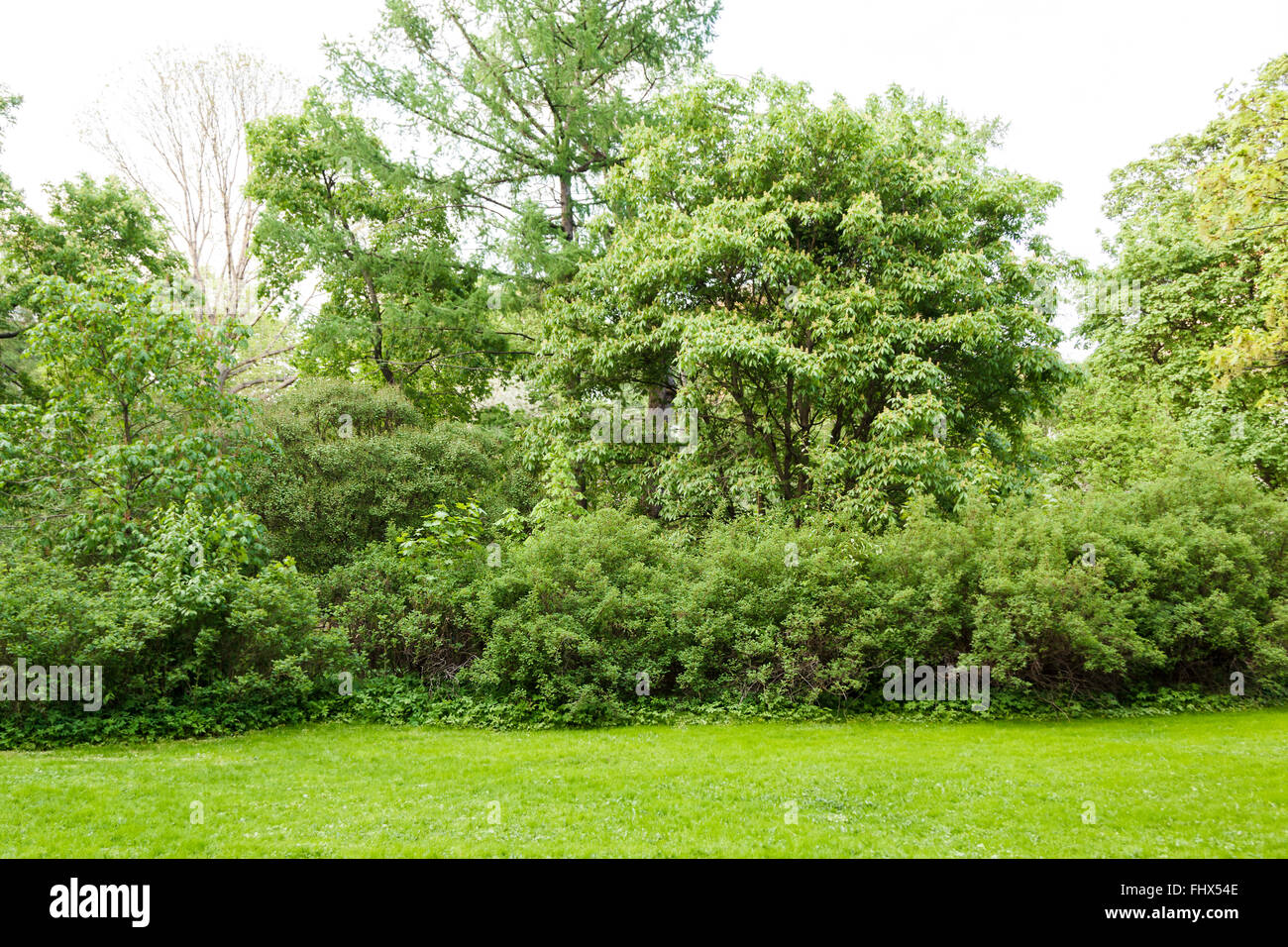 lawn shrubs and trees in the park Stock Photo - Alamy
