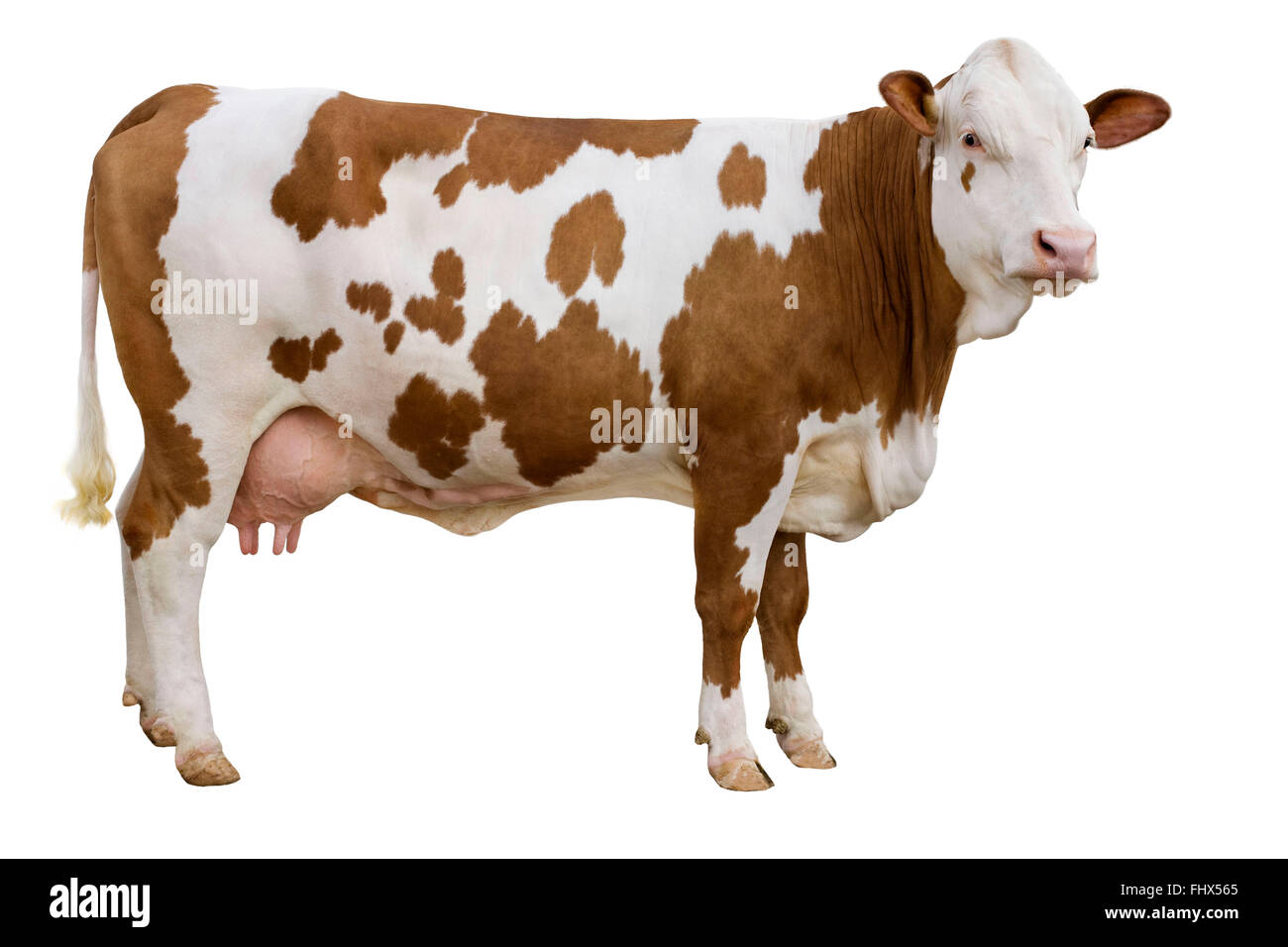 Simmental Cow High Resolution Stock Photography and Images - Alamy