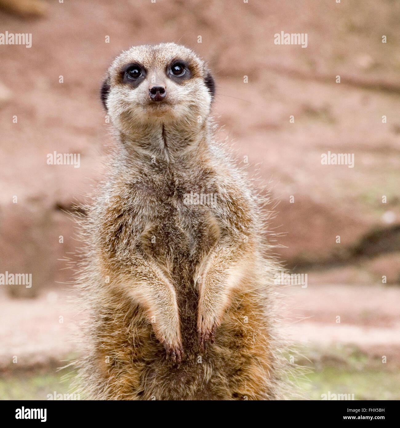 Meerkat suricata suricatta adult hi-res stock photography and images ...