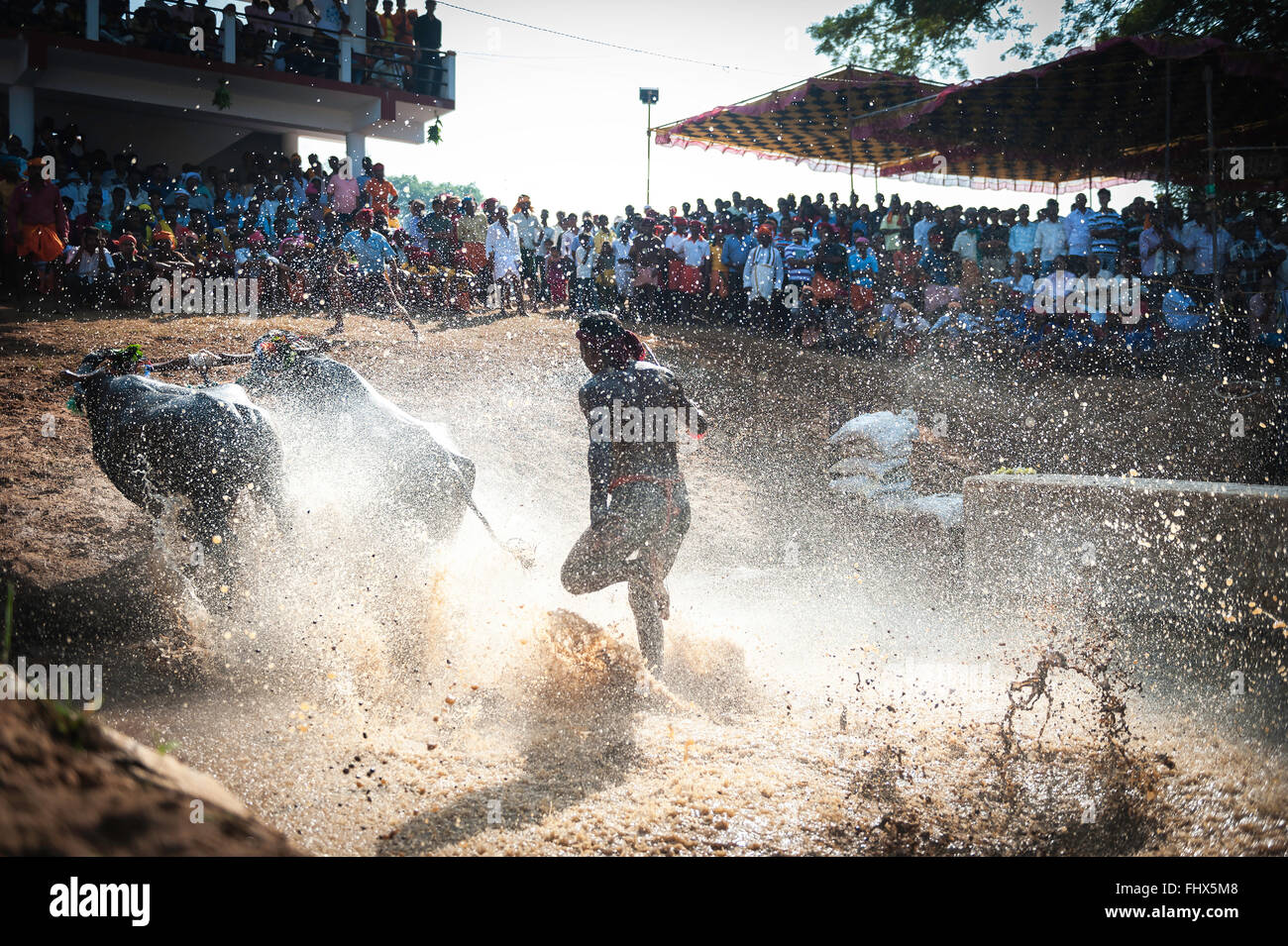 Buffalo race celebration in Western Karnataka, India Stock Photo - Alamy