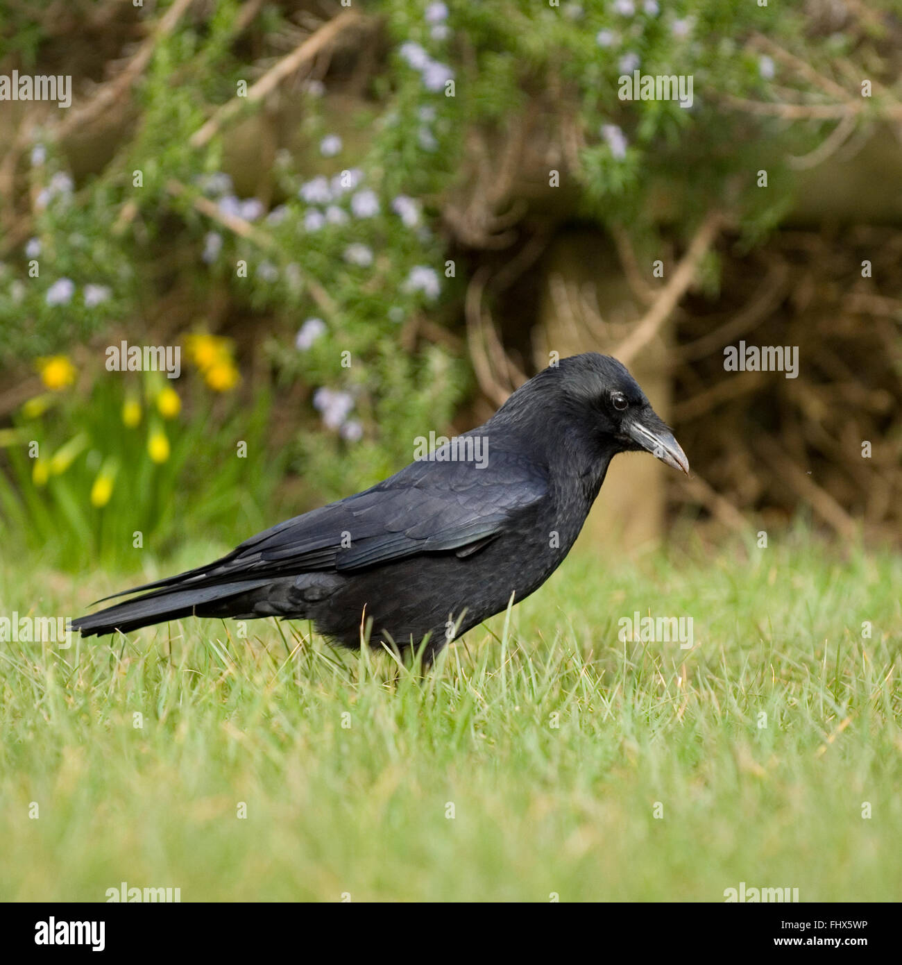 Front View Black Crow High Resolution Stock Photography and Images - Alamy