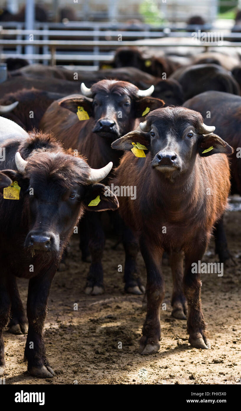 Italy: buffalo breeding Stock Photo - Alamy