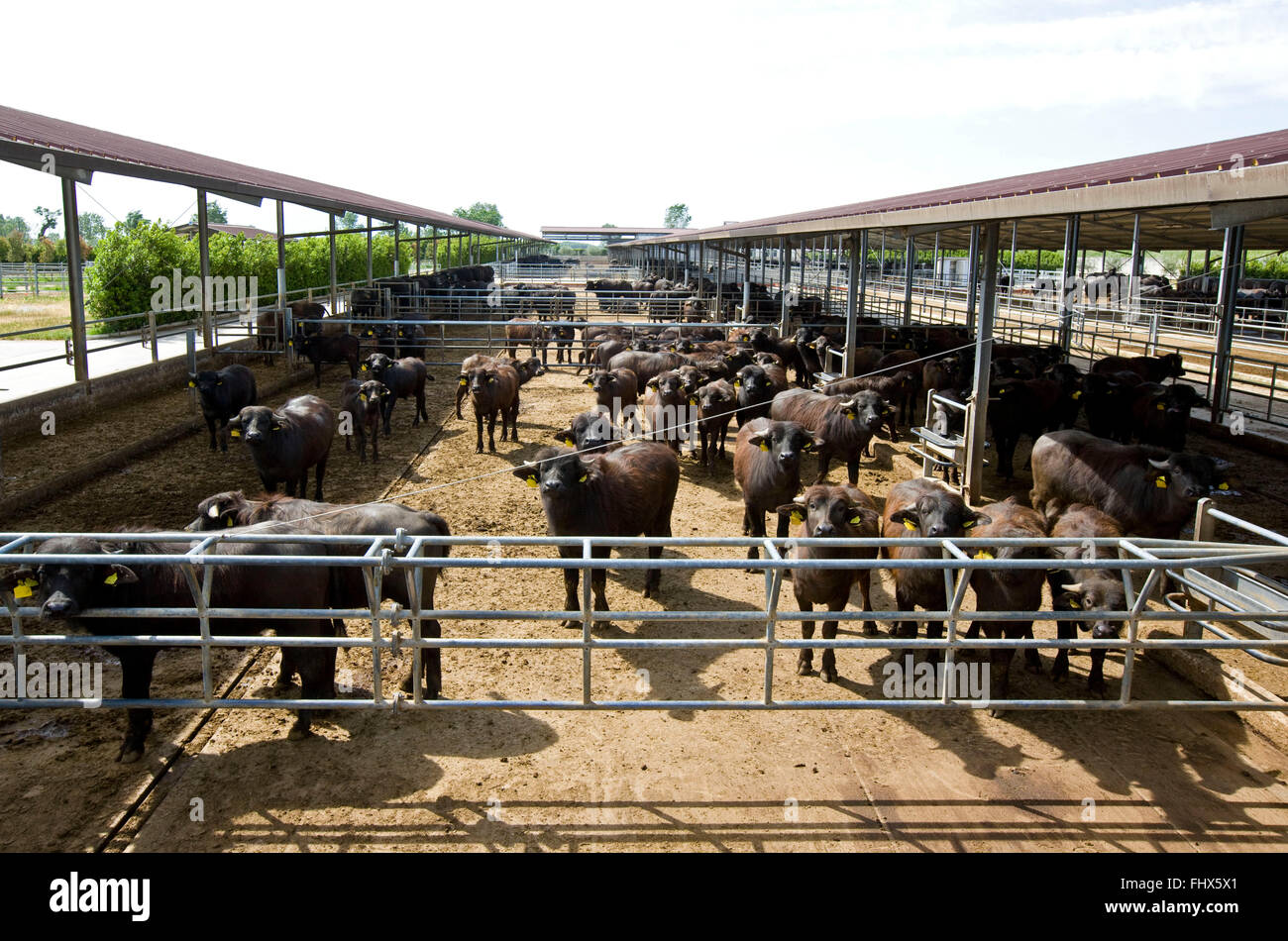 Buffalo breeding hi-res stock photography and images - Alamy