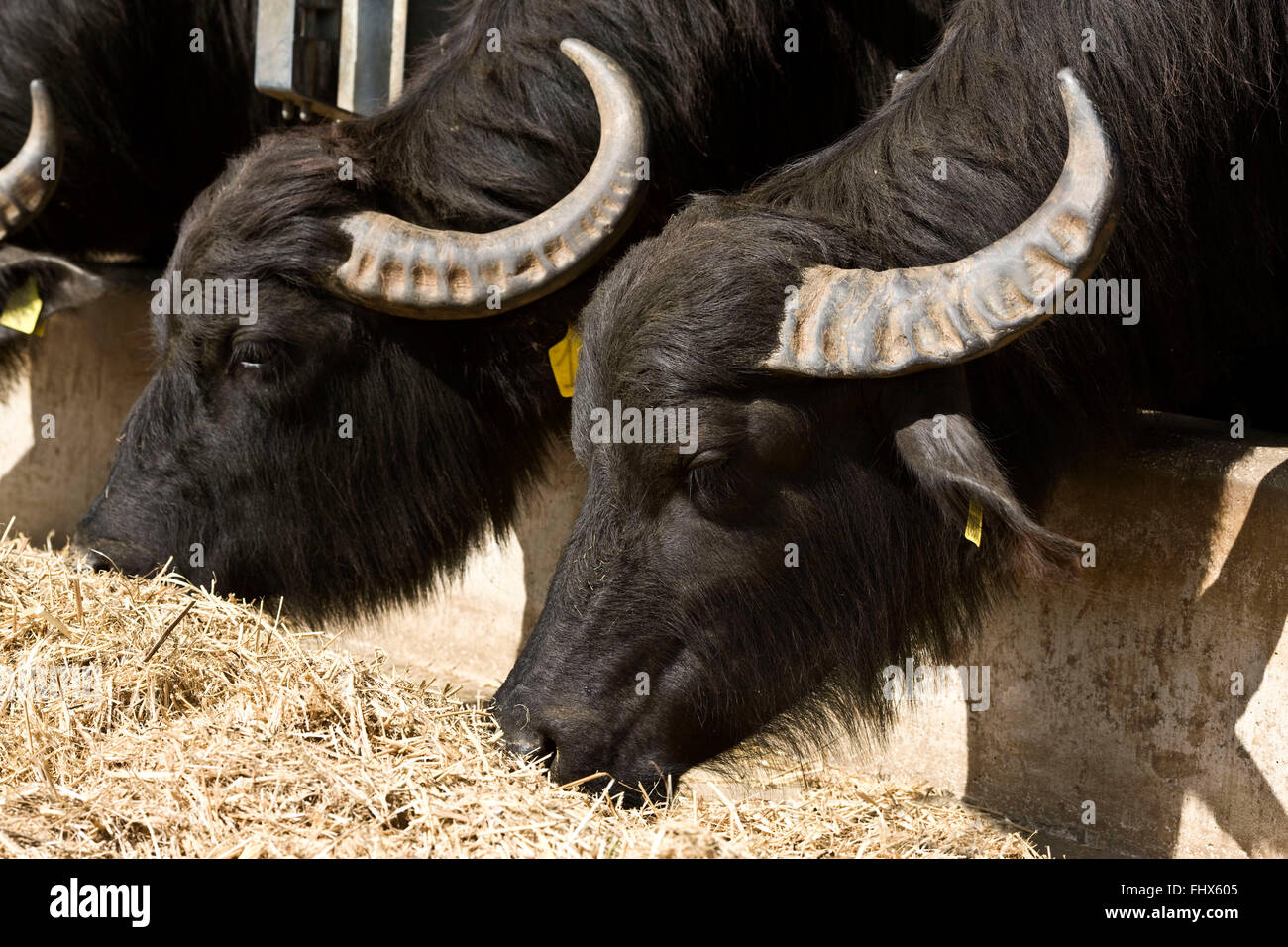 Buffalo female hi-res stock photography and images - Alamy