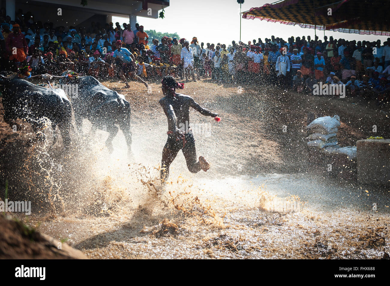 Buffalo race celebration in Western Karnataka, India Stock Photo - Alamy