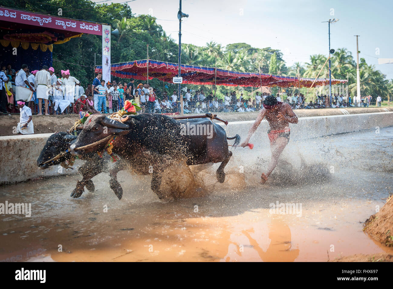 Buffalo race celebration in Western Karnataka, India Stock Photo - Alamy