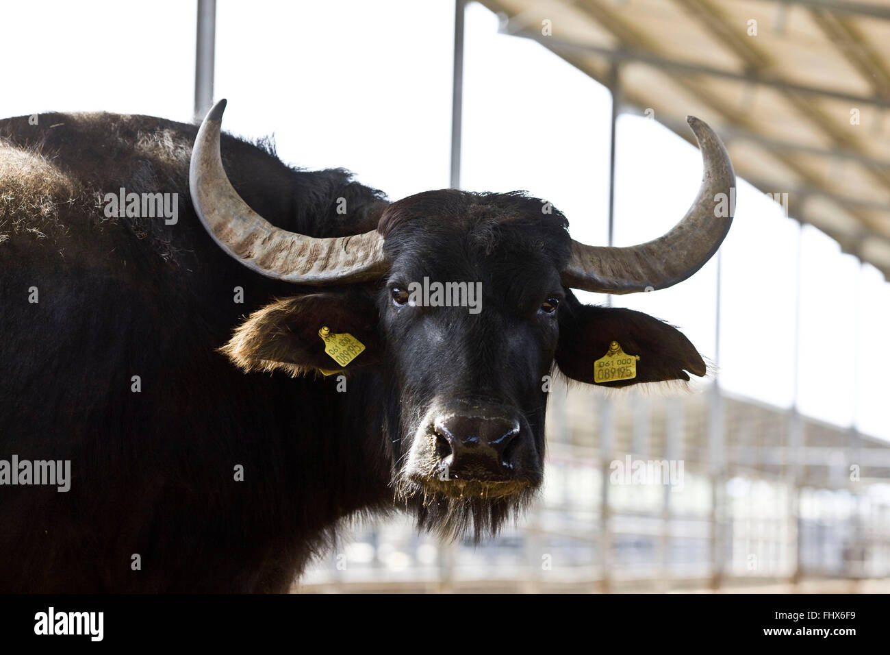Buffalo breeding hi-res stock photography and images - Alamy