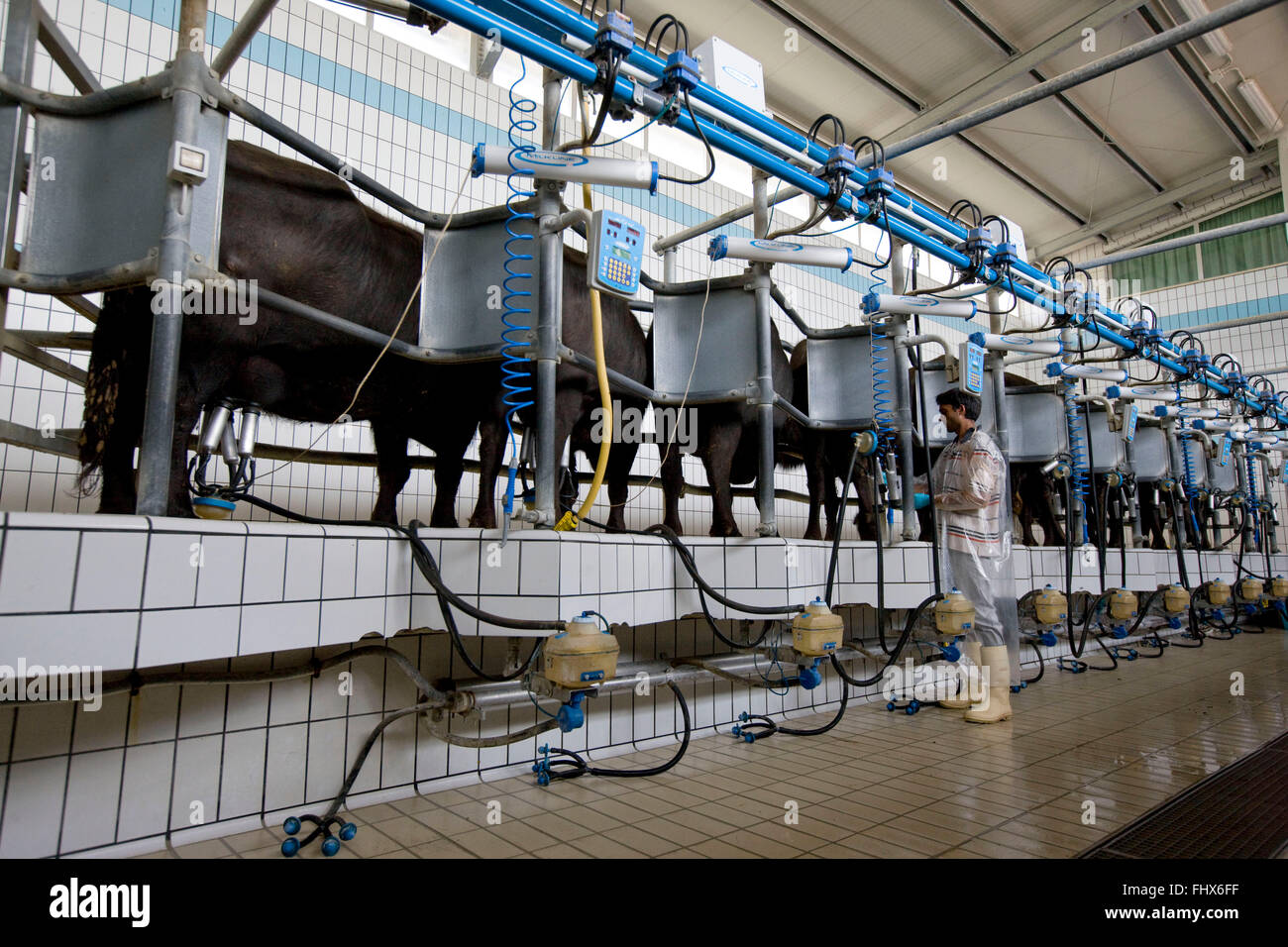 Milking buffalo hi-res stock photography and images - Alamy