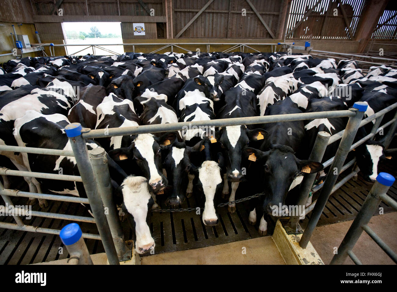 Holstein cattle breeding Stock Photo - Alamy