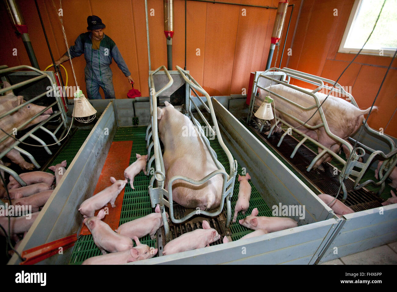 Industrial pig house Stock Photo - Alamy
