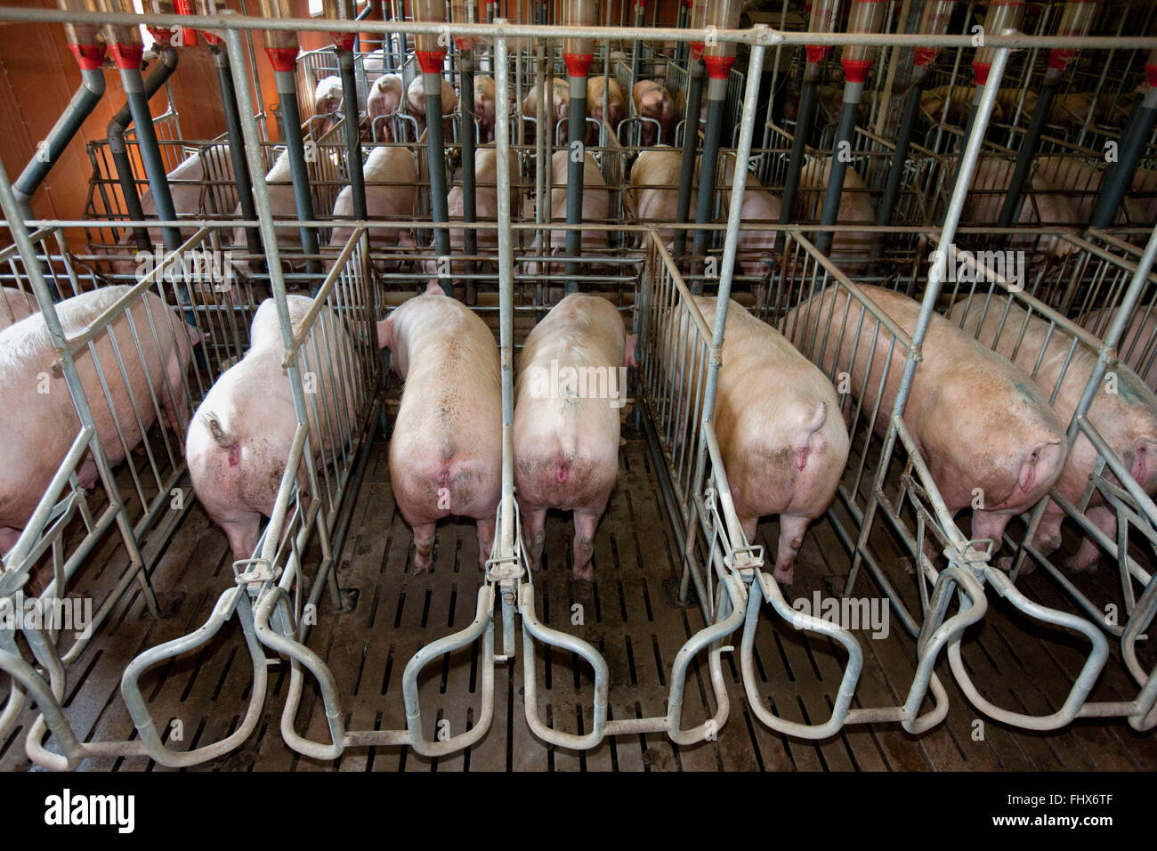 Pig house hi-res stock photography and images - Alamy