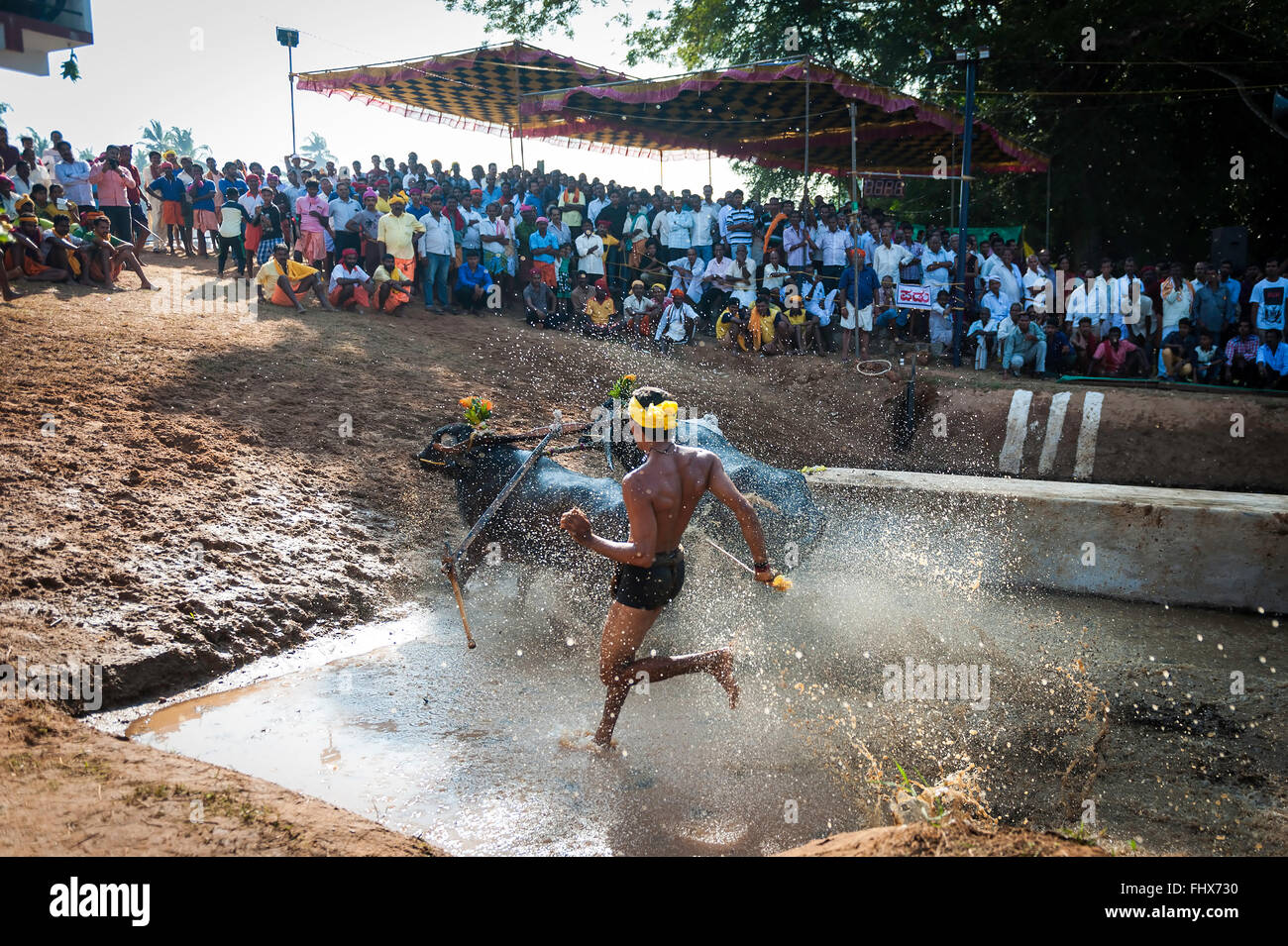 Buffalo race celebration in Western Karnataka, India Stock Photo - Alamy