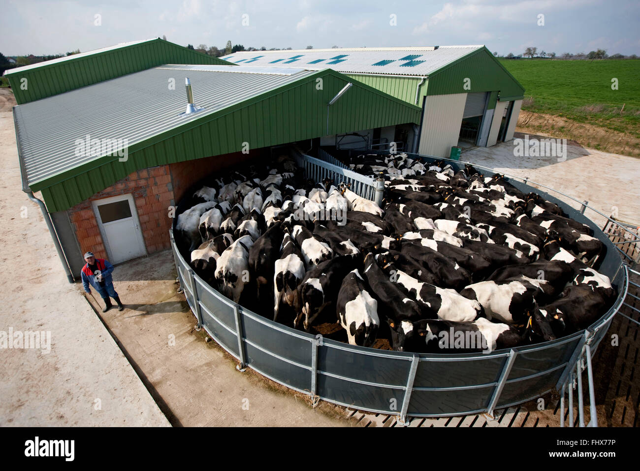Inside interior agriculture agricultural cattle hi-res stock ...
