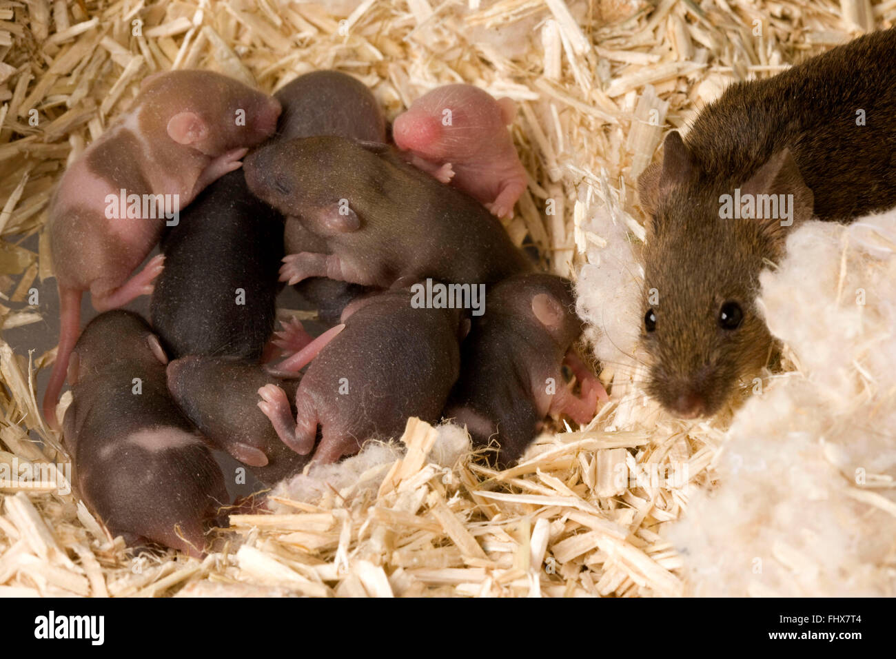 She-rat with its litter Stock Photo - Alamy