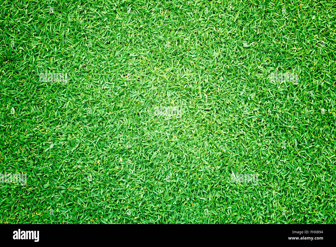 Golf Courses green lawn outdoor nature Background texture Stock Photo ...