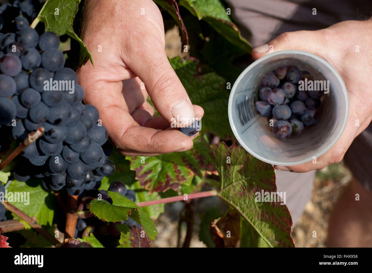 Sampling grapes hi-res stock photography and images - Alamy