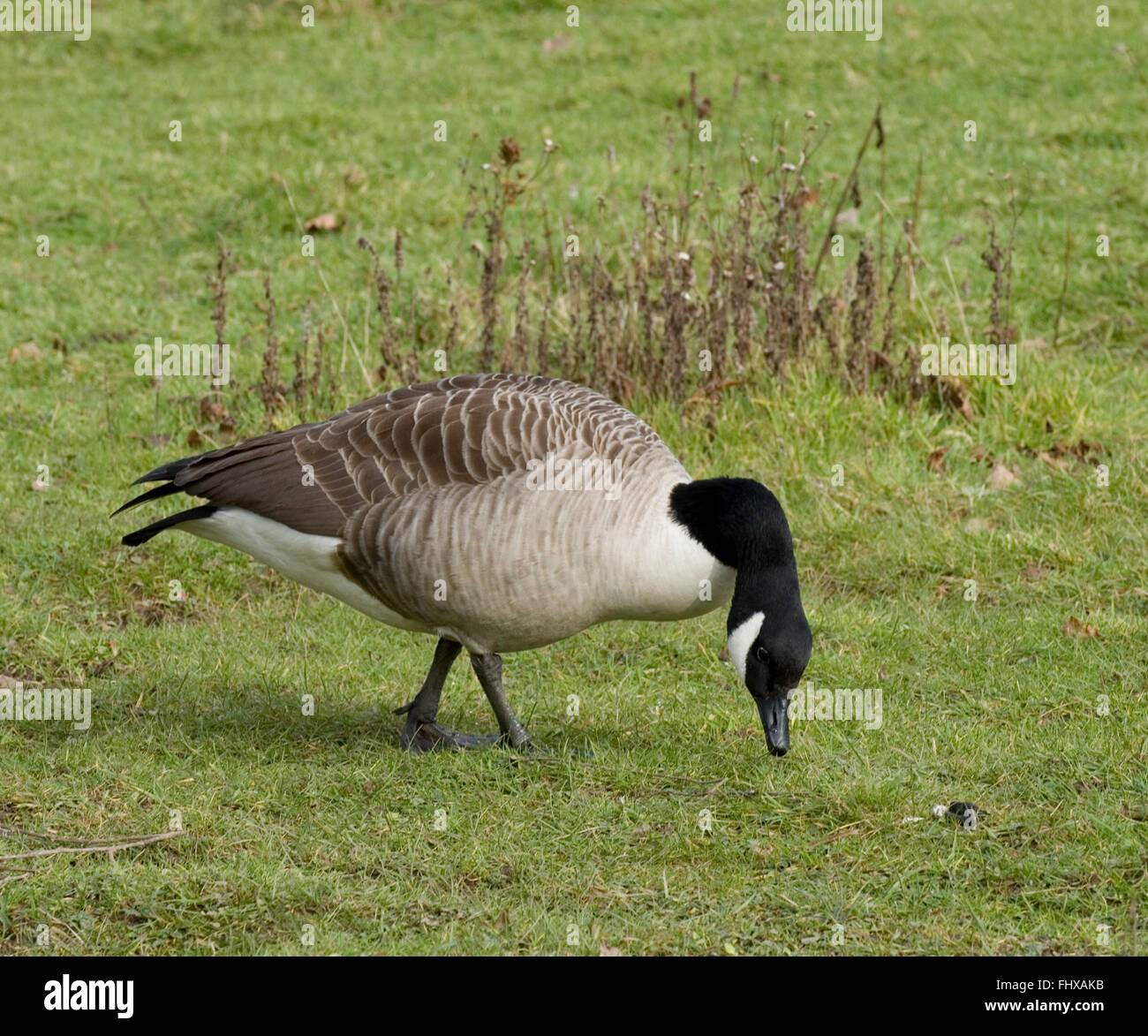 Canada goose eating hi-res stock photography and images - Alamy