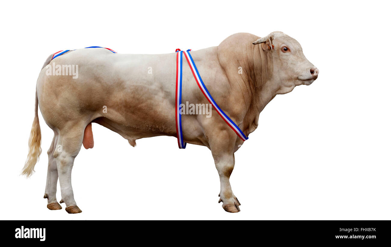 Bull farm hi-res stock photography and images - Alamy