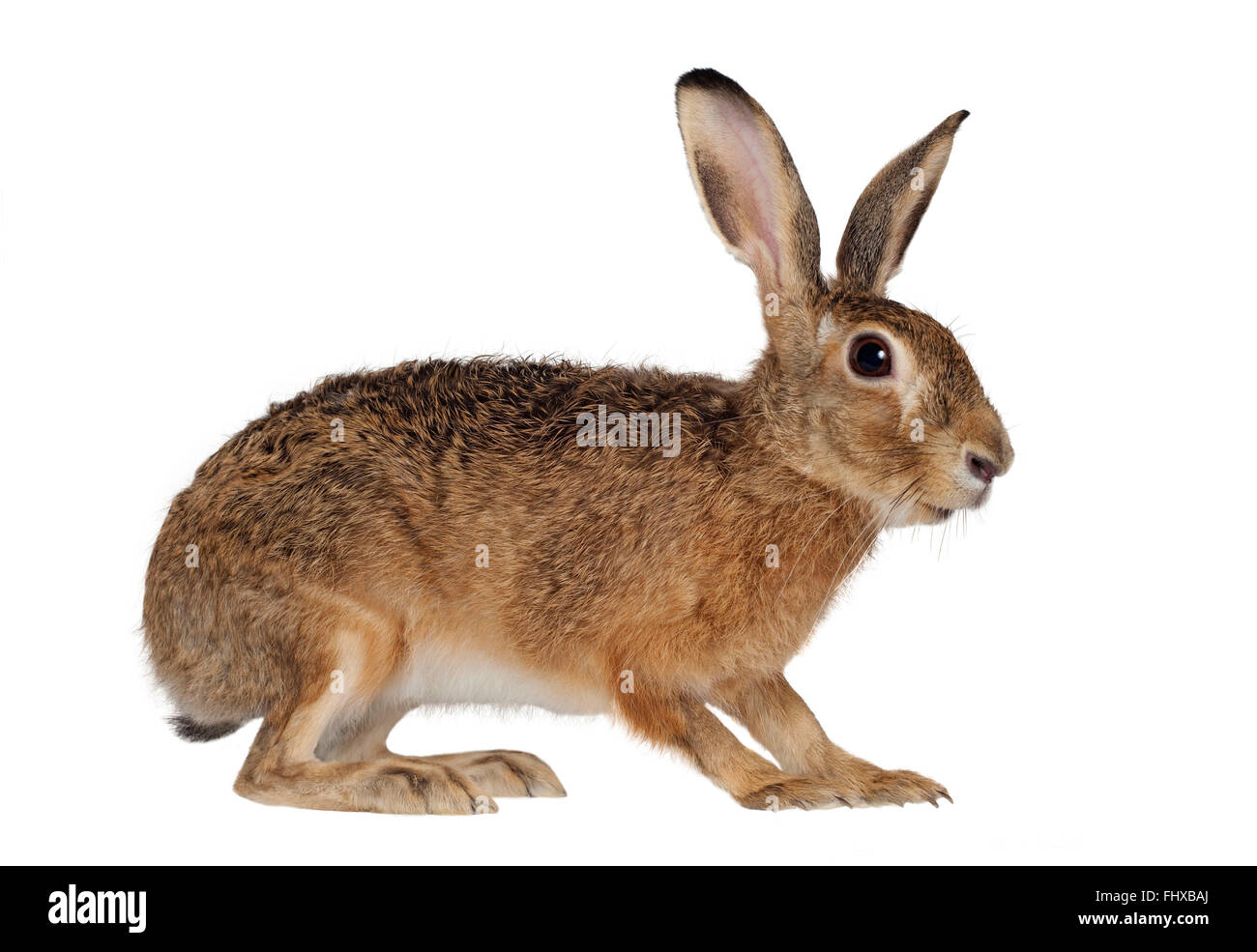 Hare Cut Out Stock Images & Pictures - Alamy