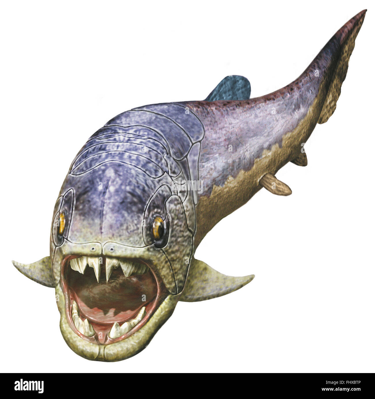 Dunkleosteus, prehistoric fish, front view Stock Photo - Alamy Dunkleosteus, prehistoric fish, front view Stock Photo - Alamy