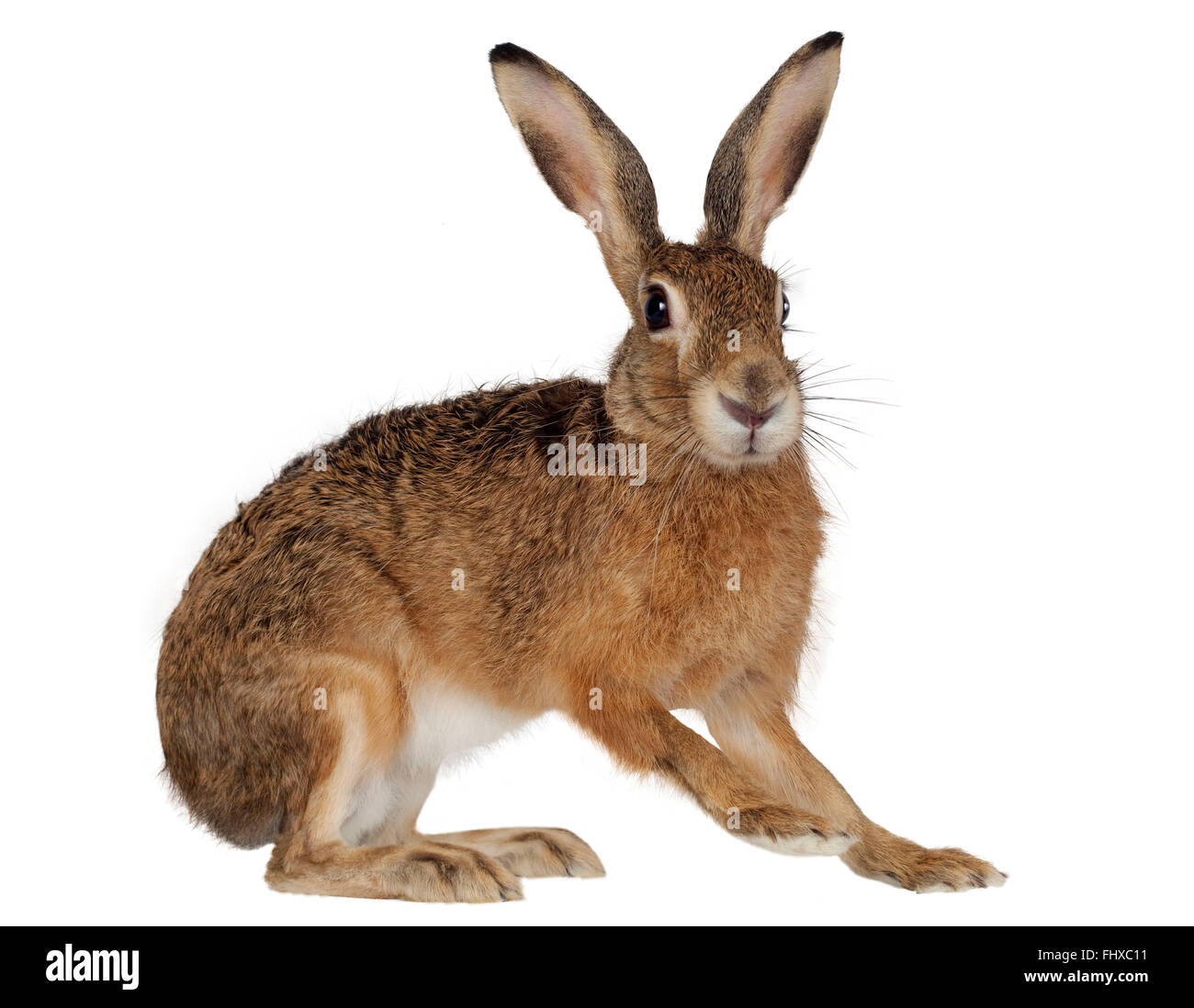 Hare cut out hi-res stock photography and images - Alamy