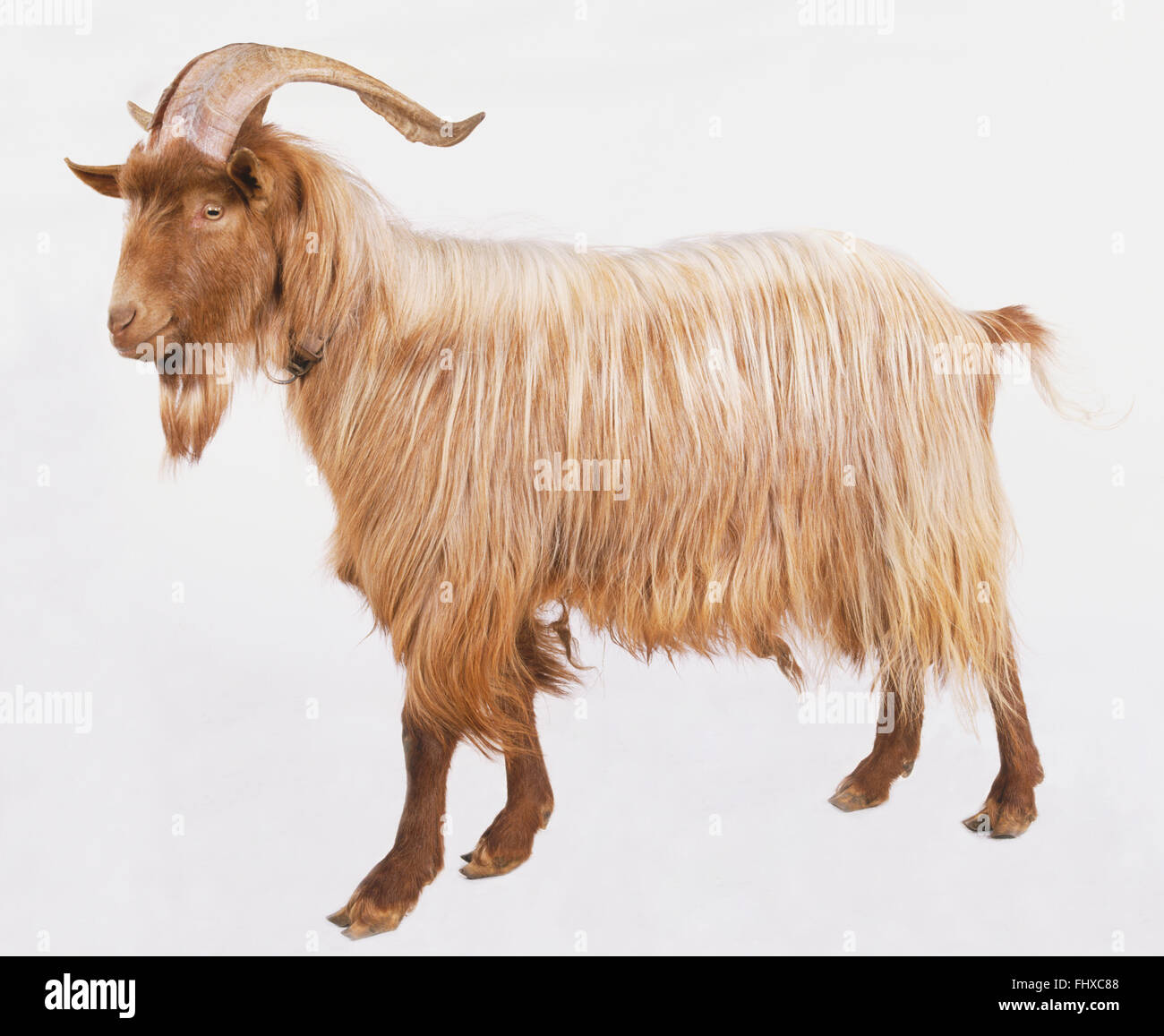 Domestic Goat (Capra aegagrus hircus), standing, side view Stock Photo ...