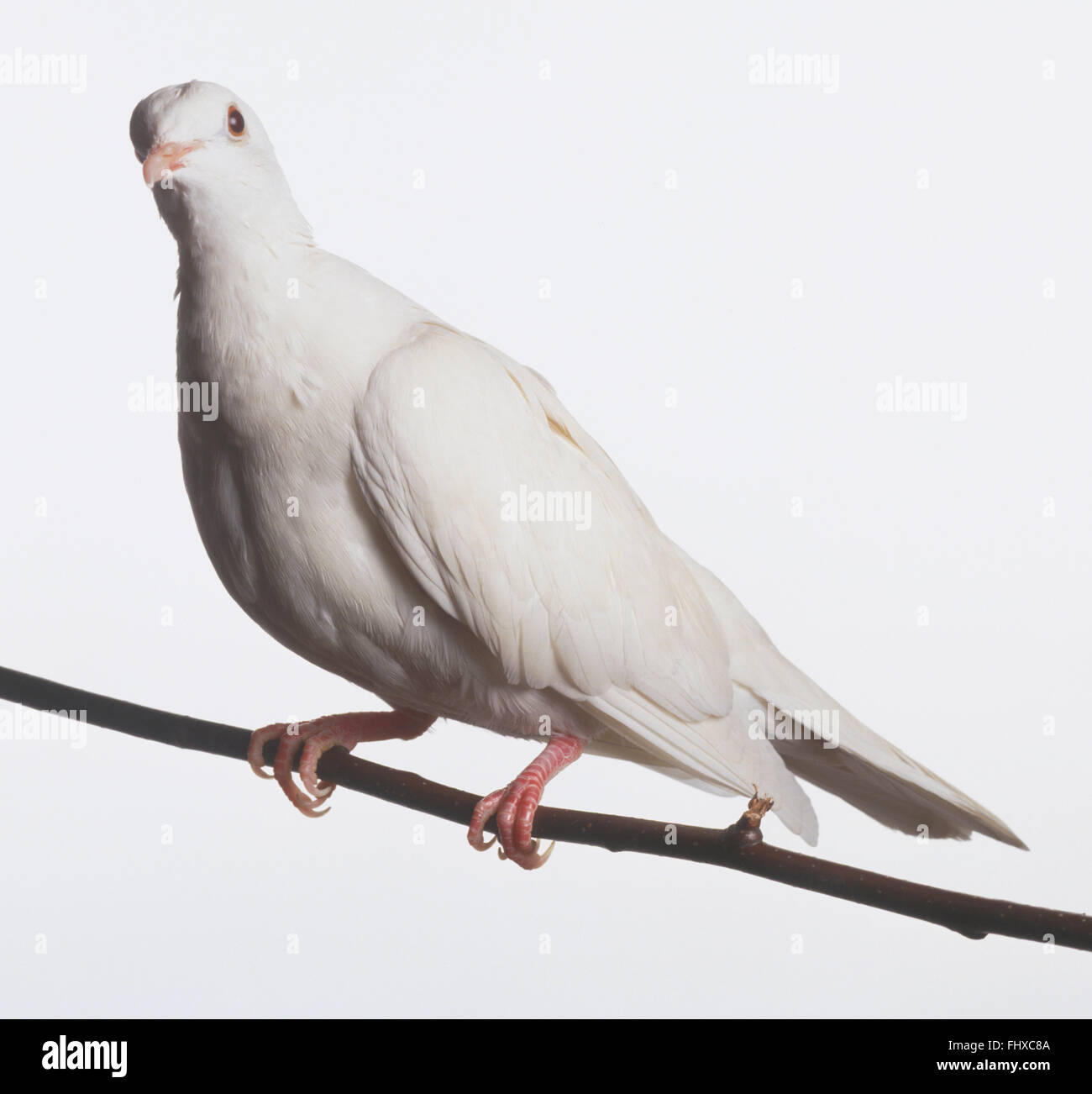 Dove Side View Side View A Dove Images Free Download On Freepik