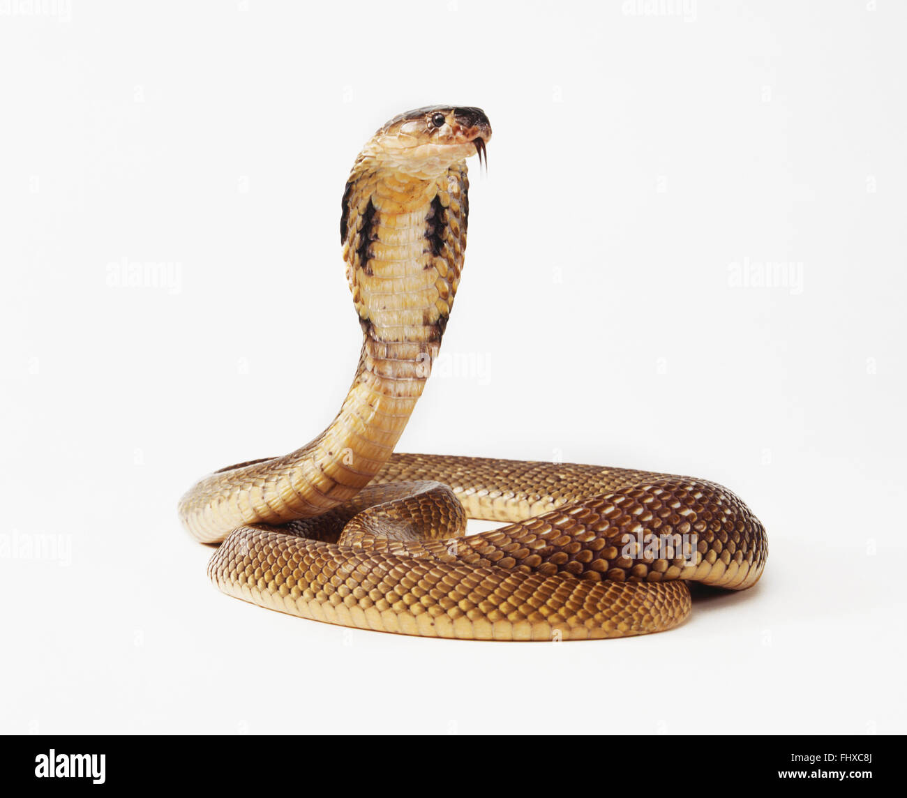 Red spitting cobra naja pallida hi-res stock photography and images - Alamy