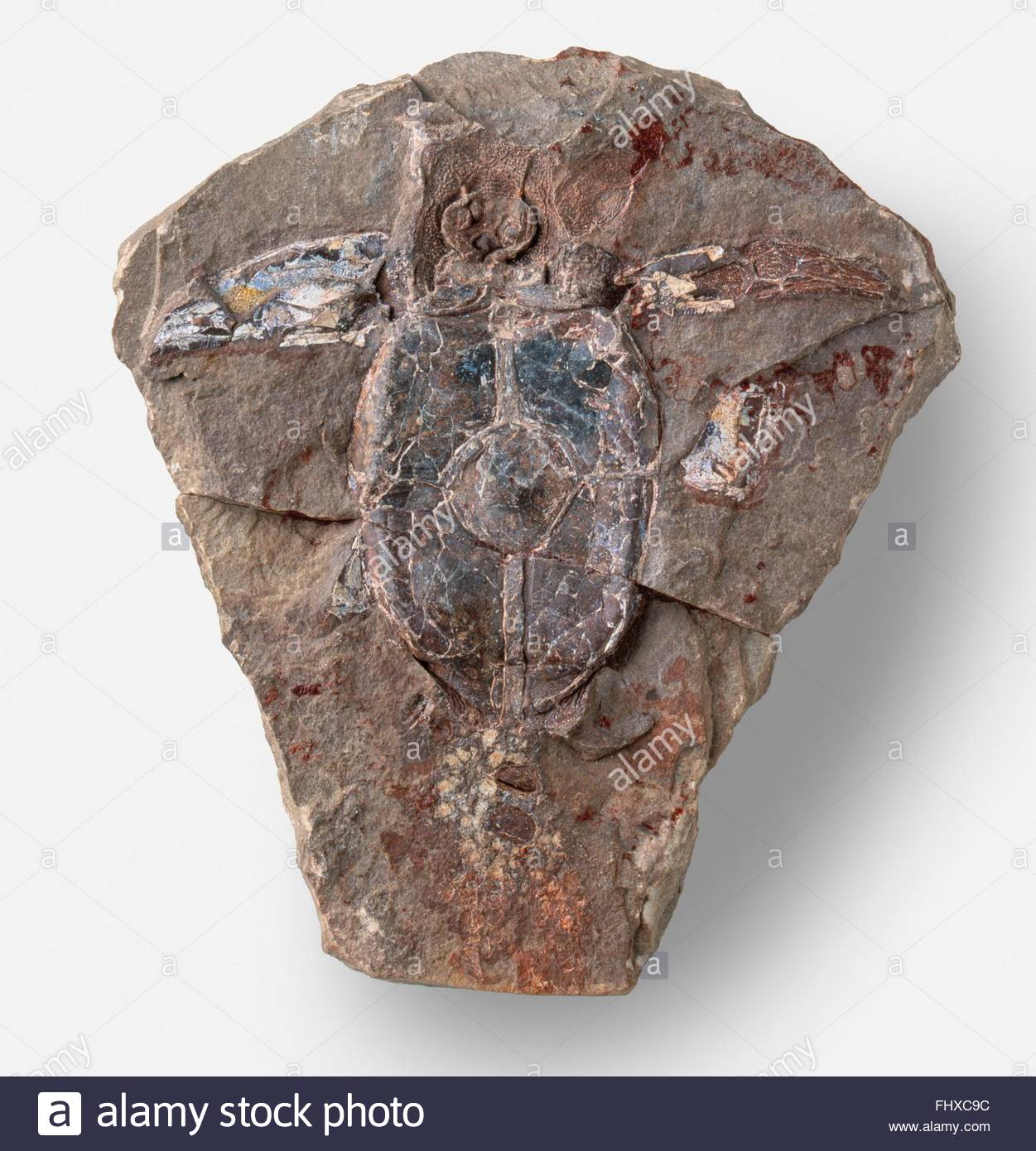 Placoderms Stock Photos & Placoderms Stock Images - Alamy