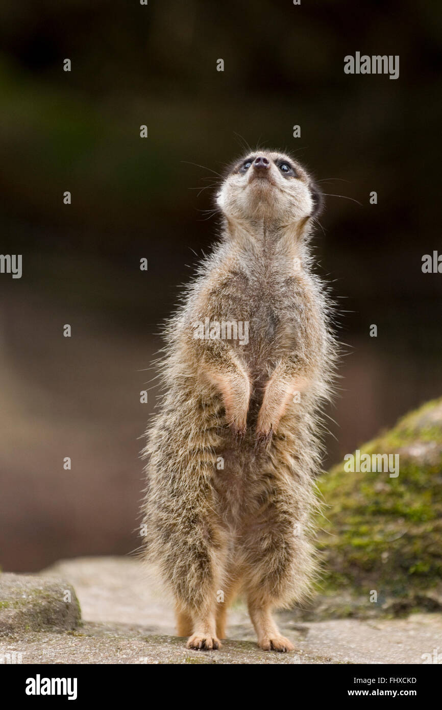 meerkat watching for predators Stock Photo - Alamy