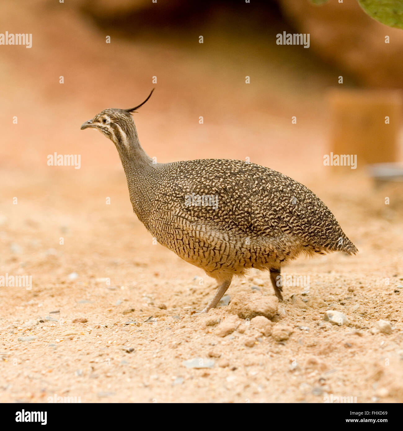 elegant crested tinamou, eudromia elegans Stock Photo - Alamy