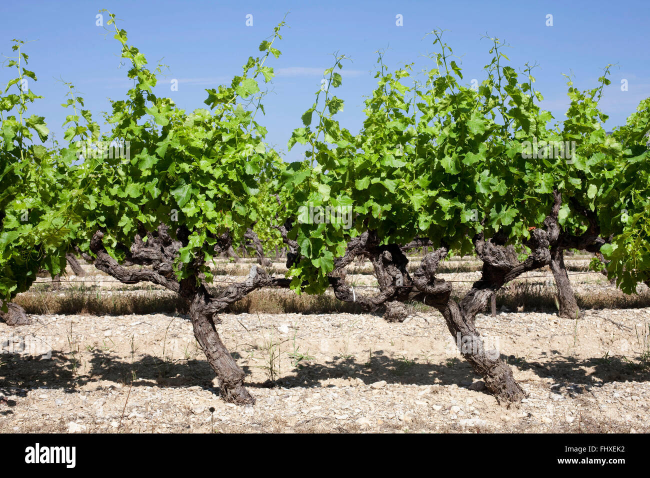 Vinestock hi-res stock photography and images - Alamy