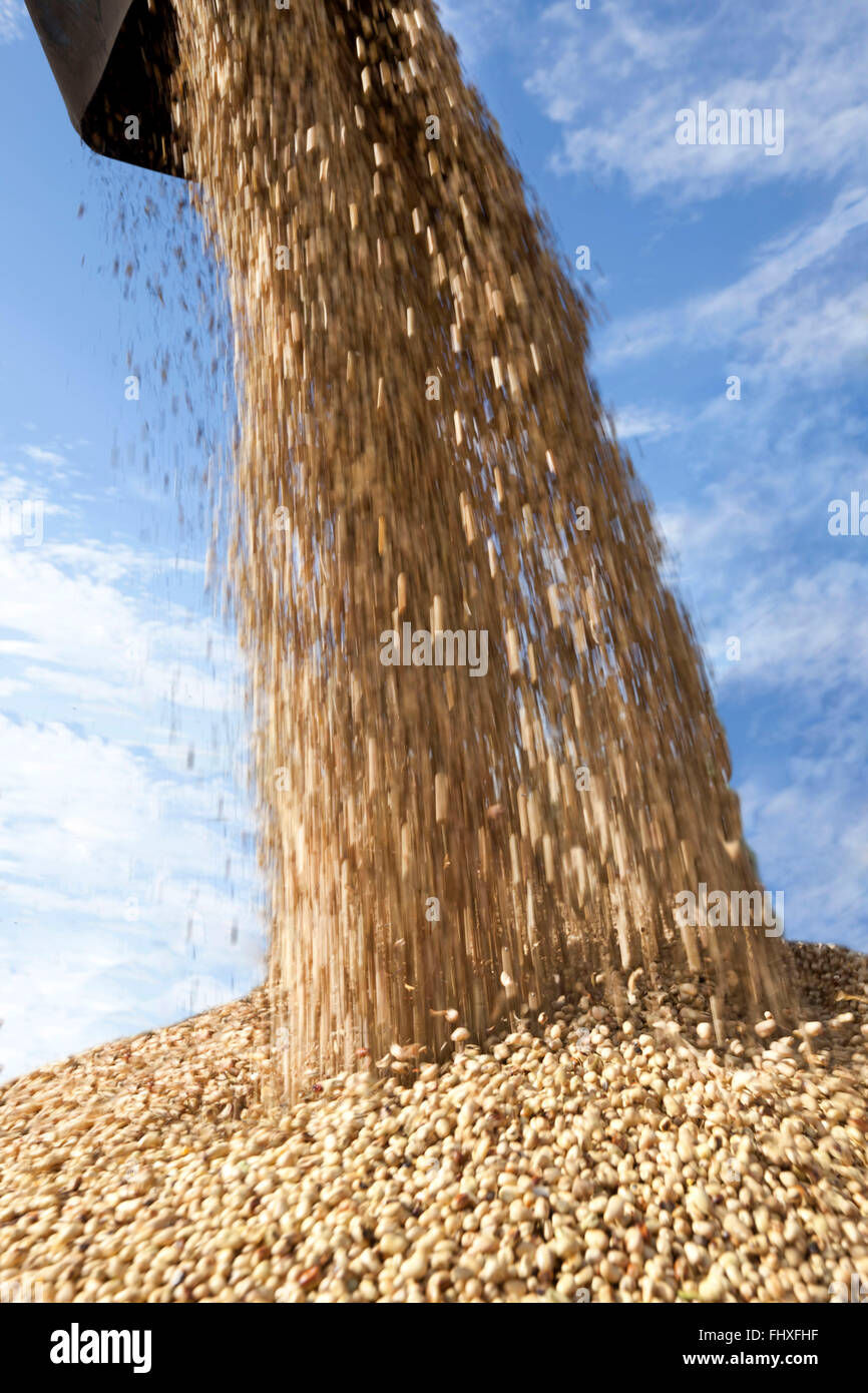 Field bean hi-res stock photography and images - Alamy