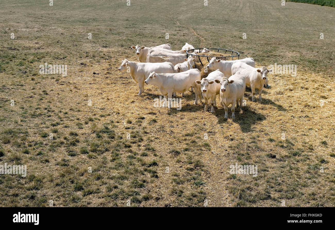 Breeding : cattle Stock Photo - Alamy