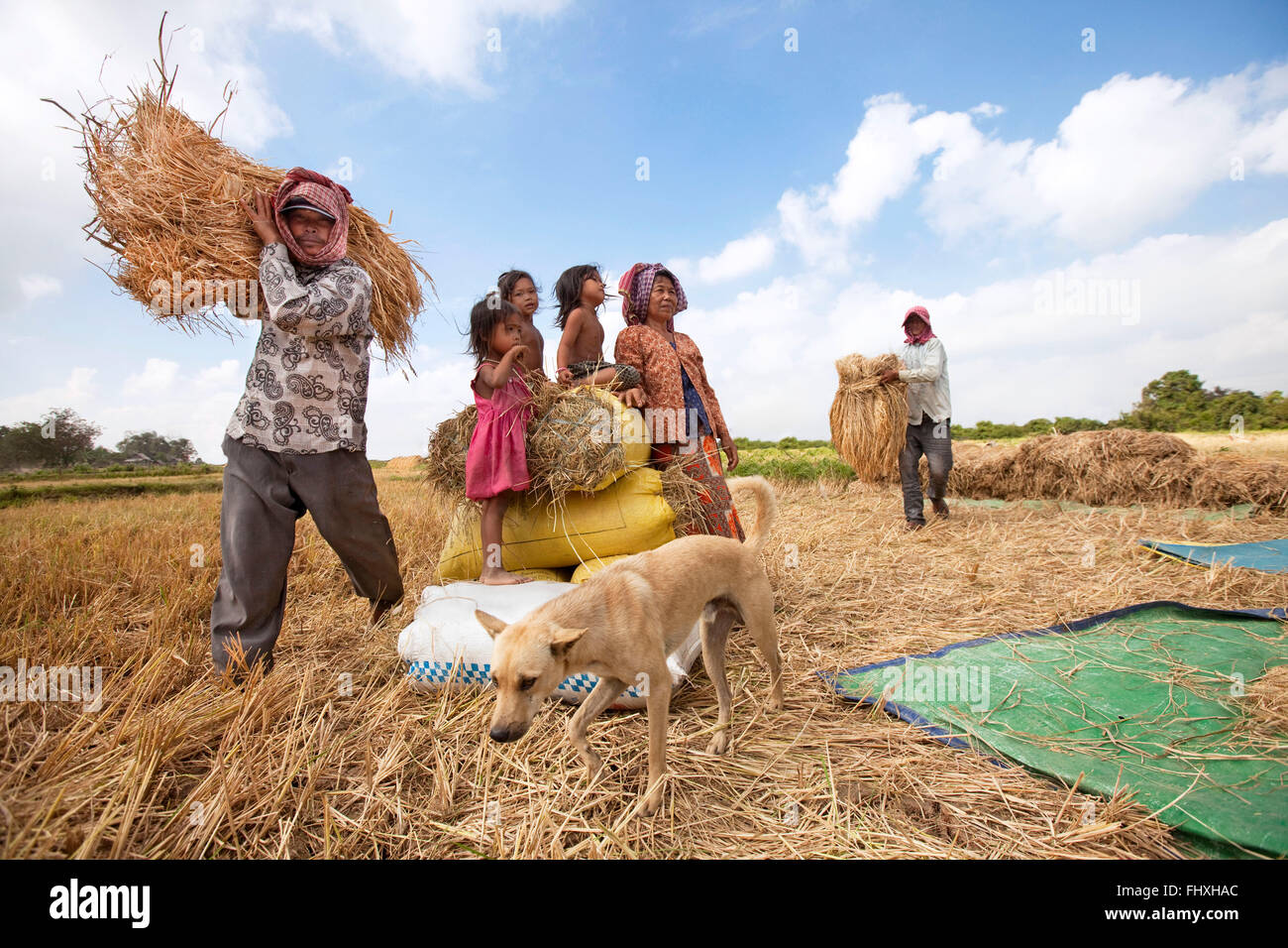 Cambodia: rice cultivation Stock Photo - Alamy