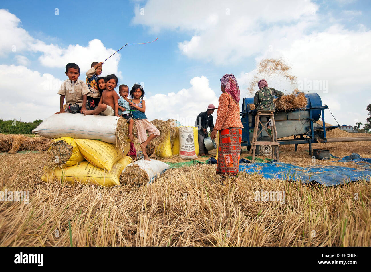 Cambodia: rice cultivation Stock Photo - Alamy