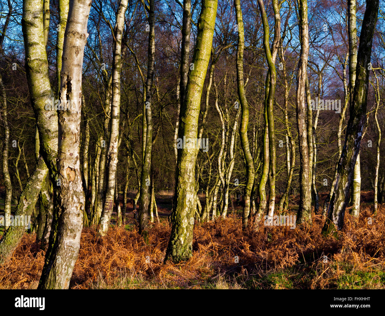 Commonly known as silver birch hi-res stock photography and images - Alamy