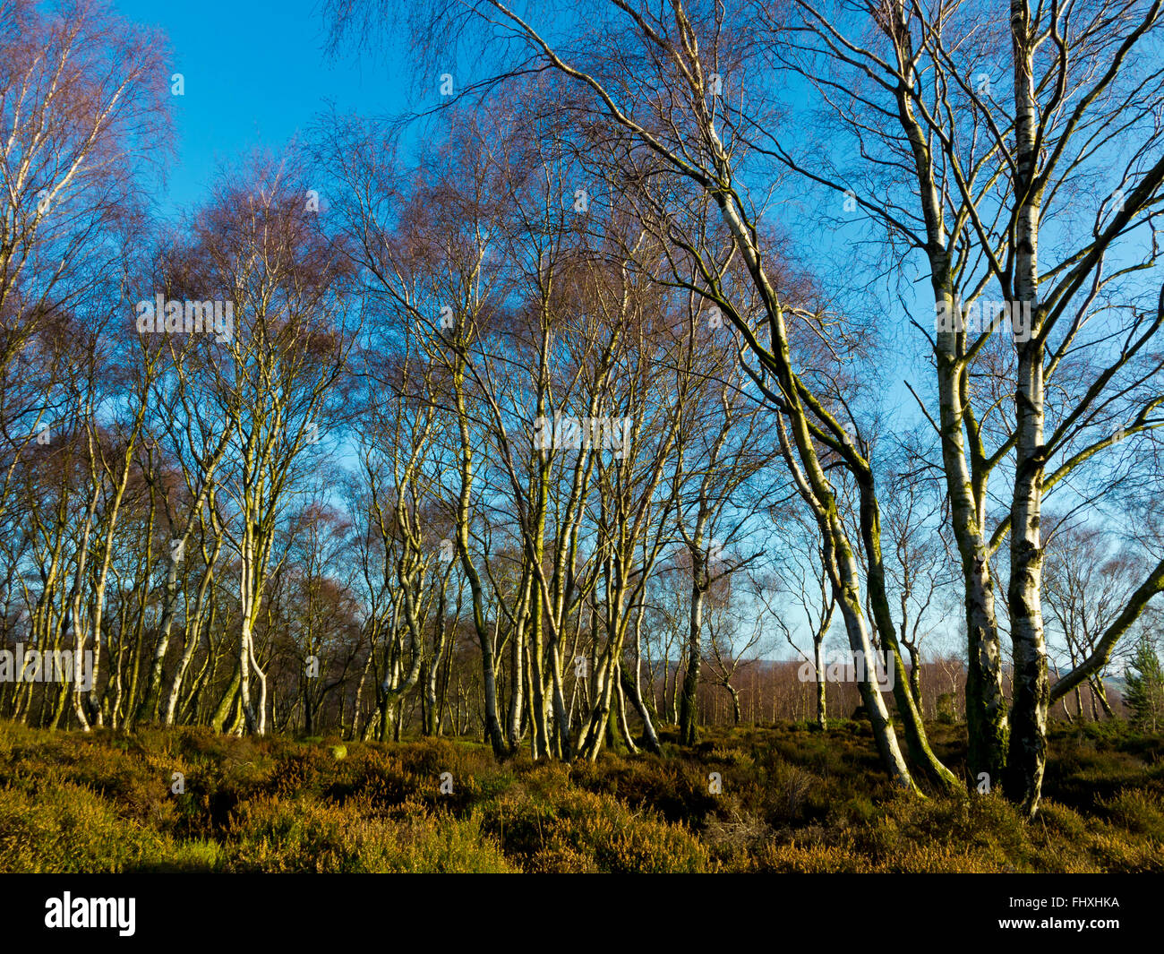 Silver birch tree moorland hi-res stock photography and images - Alamy