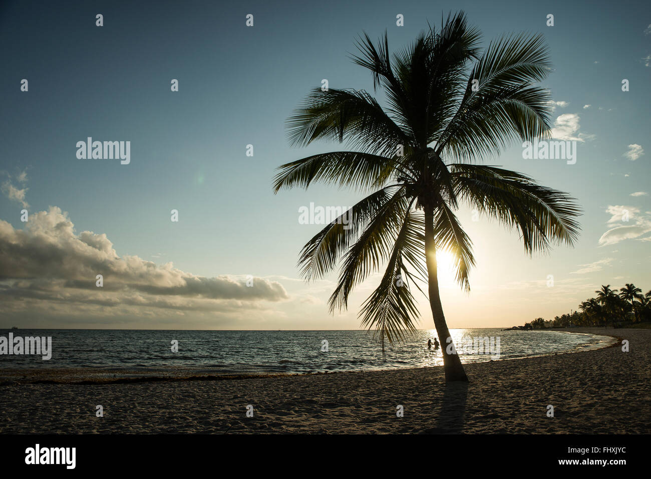 USA, Florida, Key West, palm tree on beach in backlight Stock Photo - Alamy