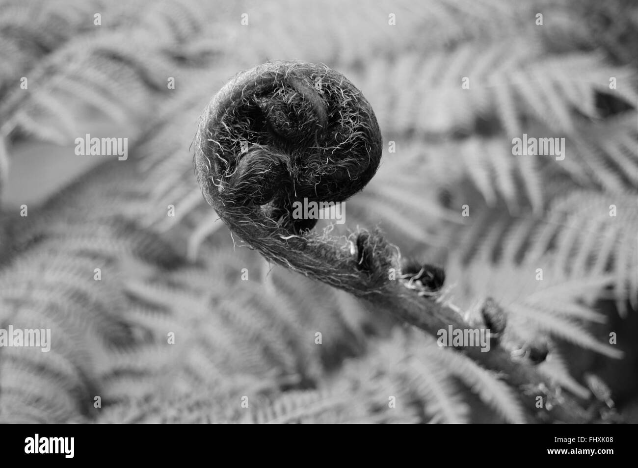 Fiddlehead Black and White Stock Photos & Images - Alamy