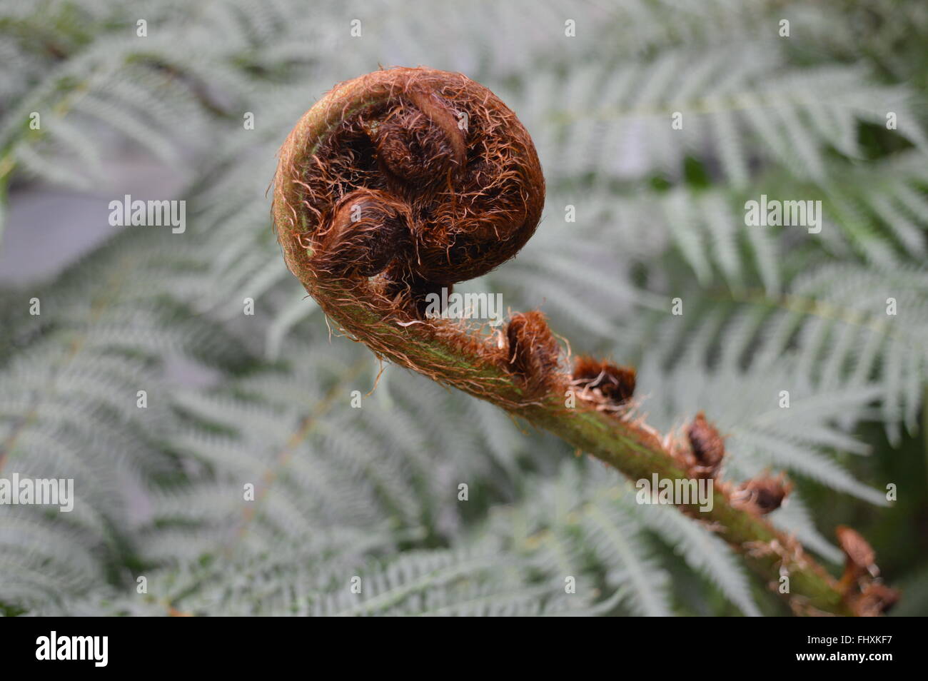 Brown fern fiddlehead hi-res stock photography and images - Alamy