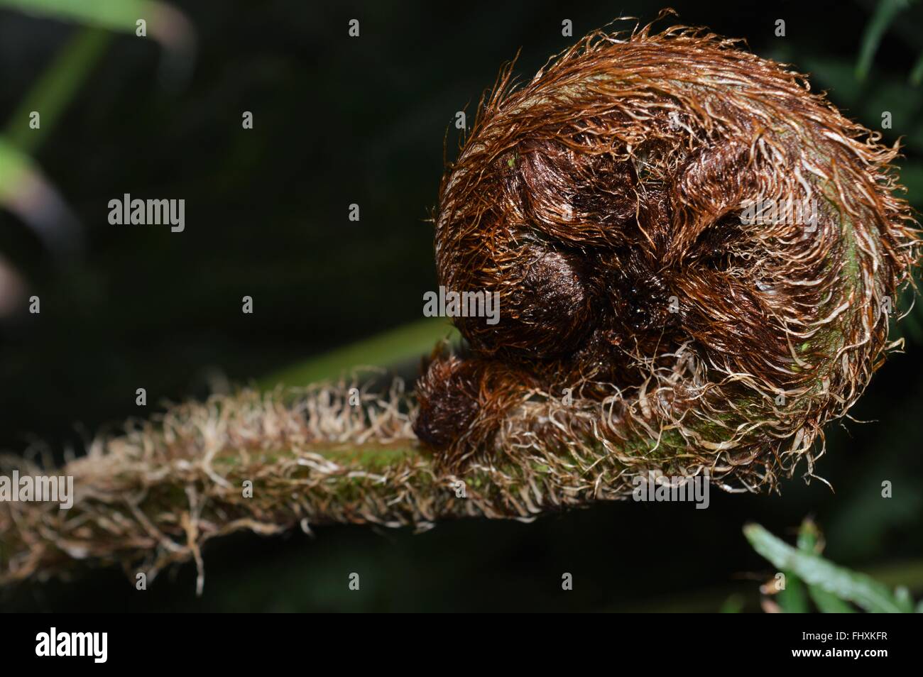 Brown fern fiddlehead hi-res stock photography and images - Alamy