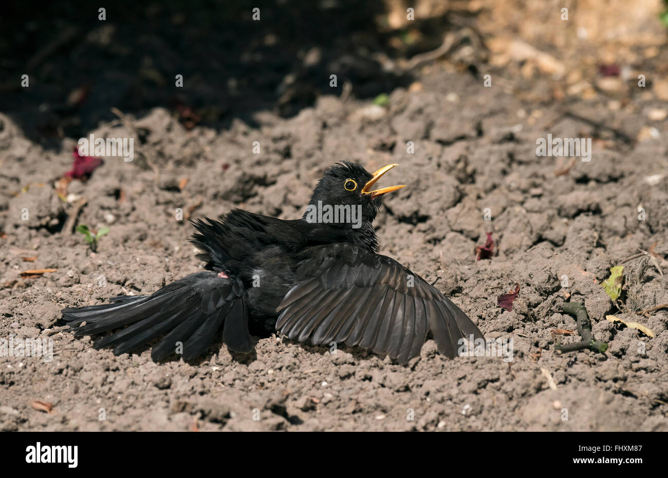 Blackbird sunbathing hi-res stock photography and images - Alamy