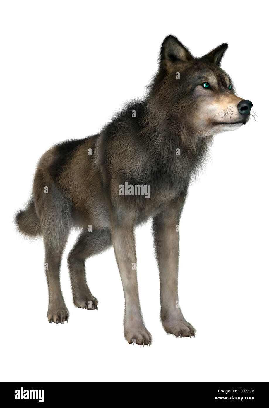 3D digital render of a wild wolf isolated on white background Stock ...