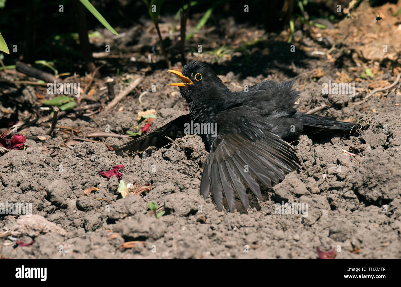 Blackbird male sunning Stock Photo - Alamy