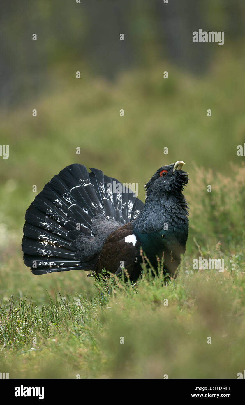 Capercaillie hunting hi-res stock photography and images - Alamy