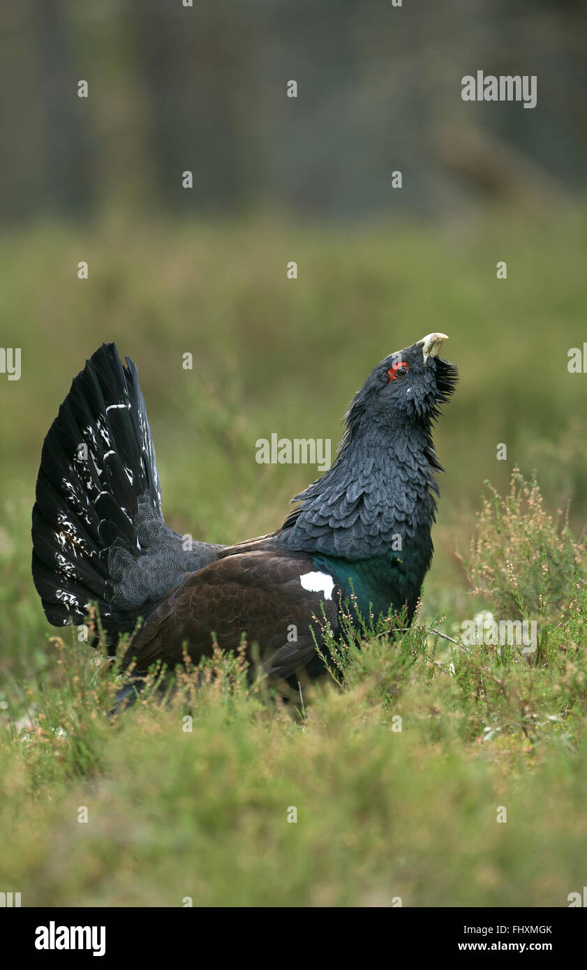 Capercaillie hunting hi-res stock photography and images - Alamy