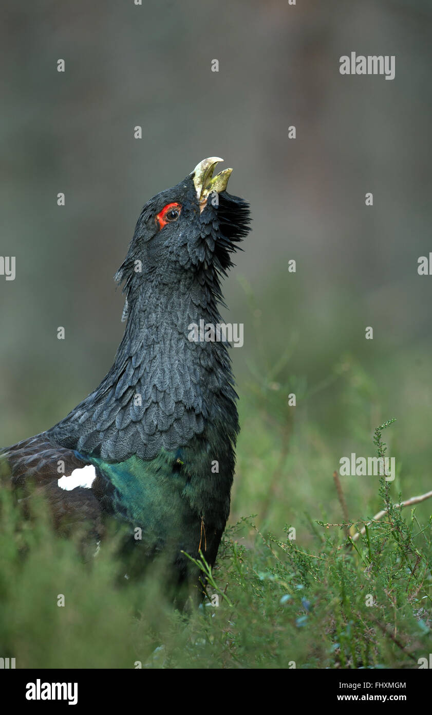 Capercaillie hunting hi-res stock photography and images - Alamy