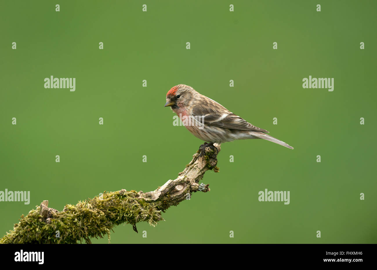Lesser Redpoll male on branch Stock Photo - Alamy
